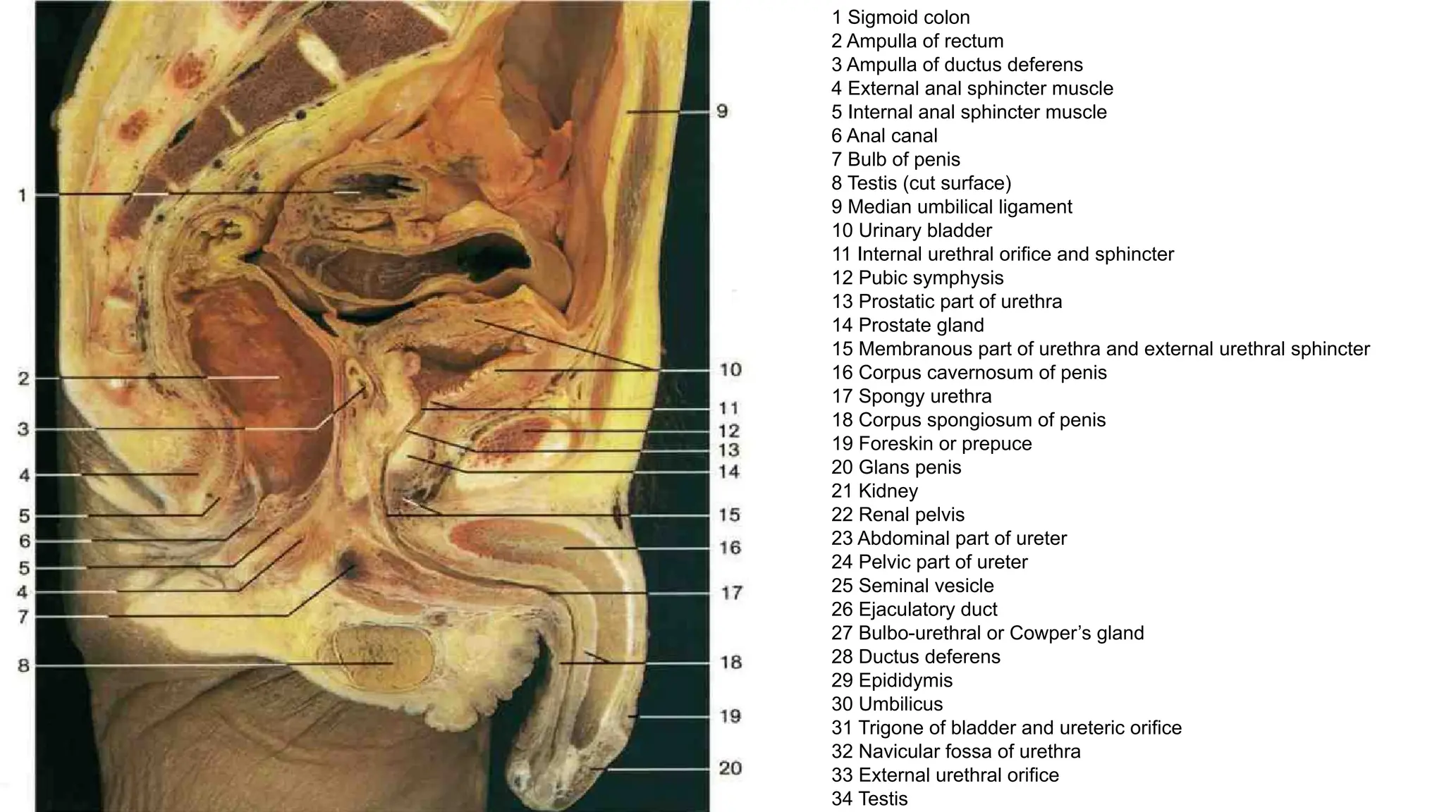 Praktikum repro 1 Maskulina.pptx-153.pdf
