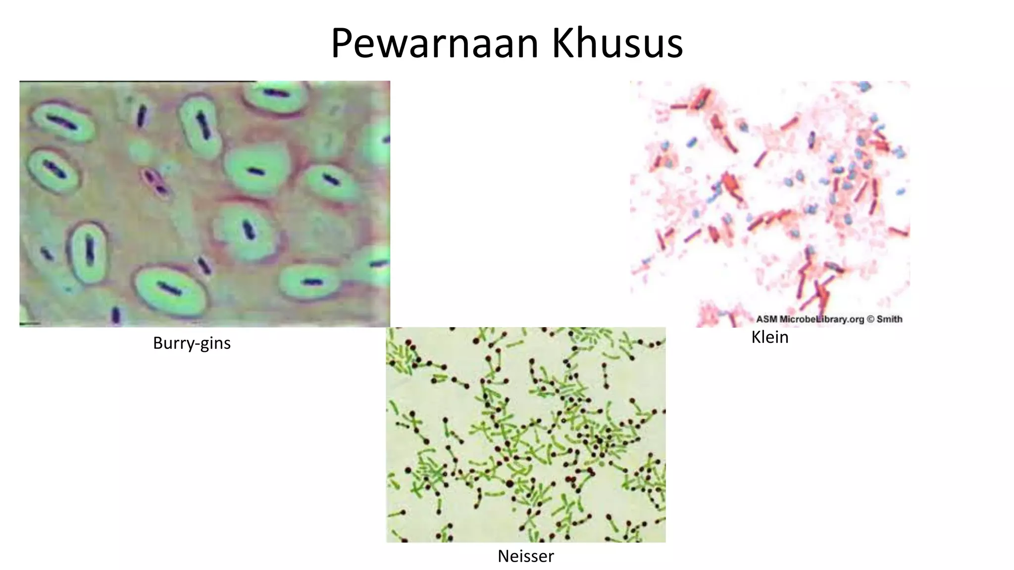 Praktikum respirasi.pptx.pdf