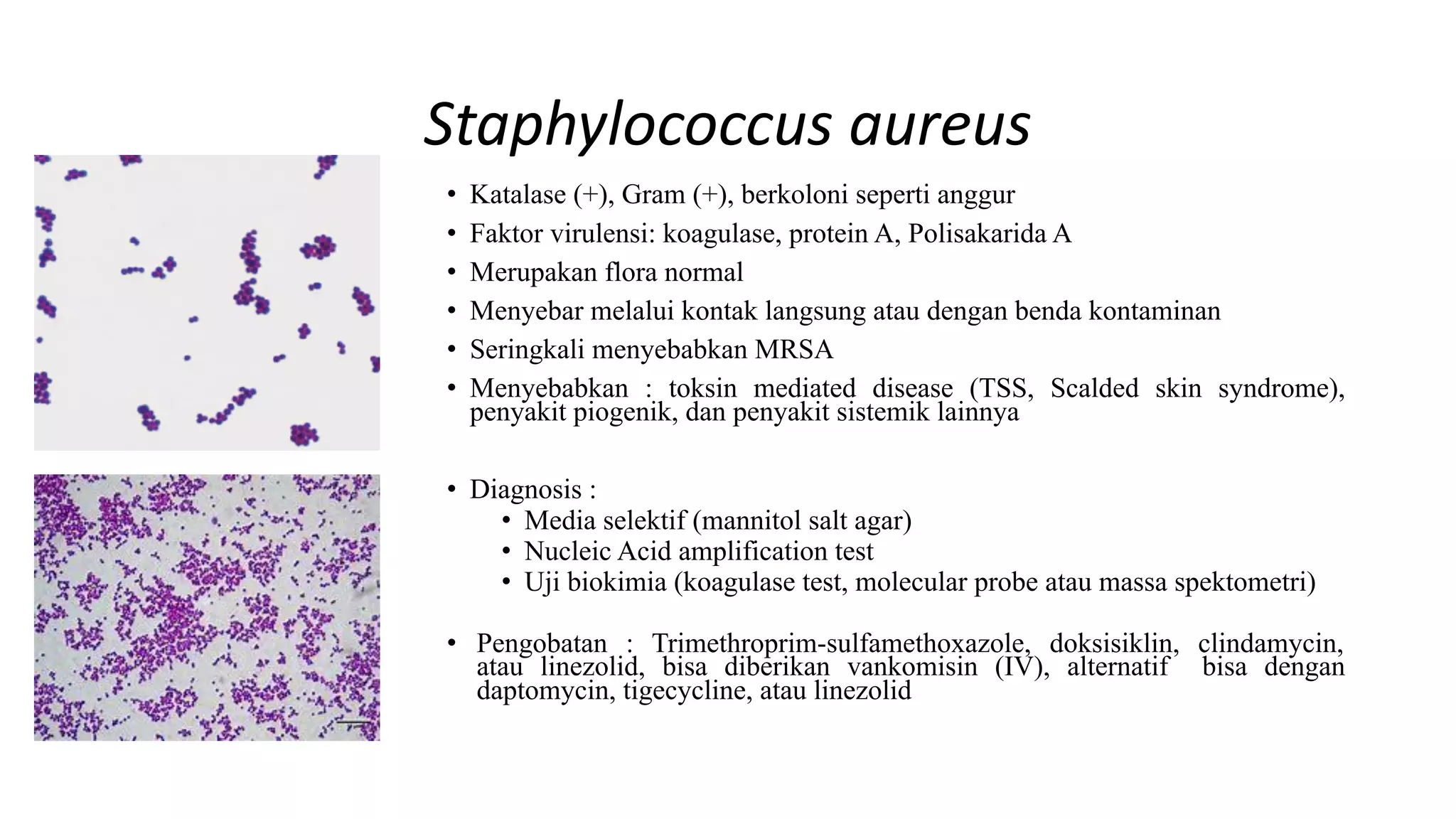 Praktikum respirasi.pptx.pdf