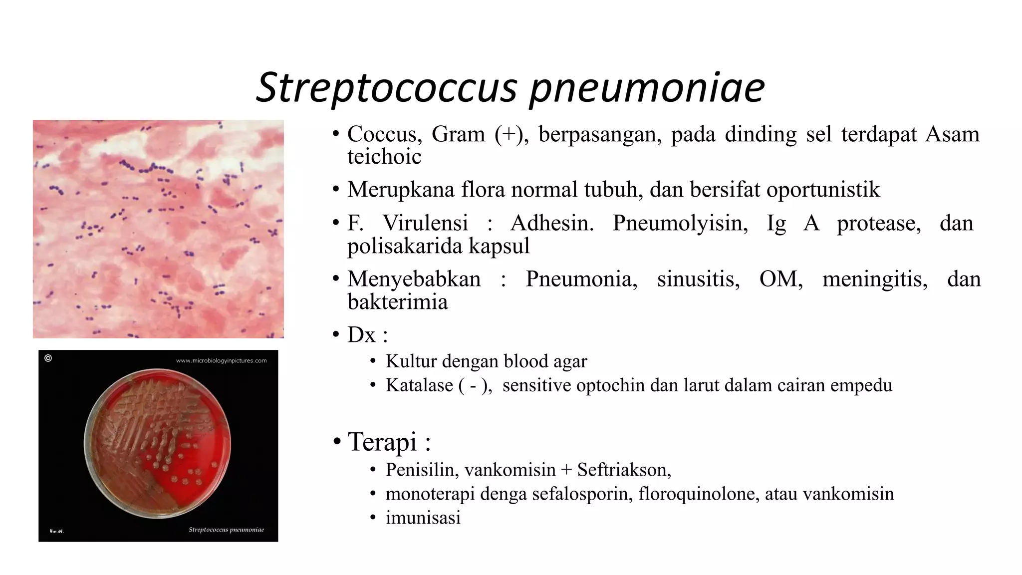 Praktikum respirasi.pptx.pdf
