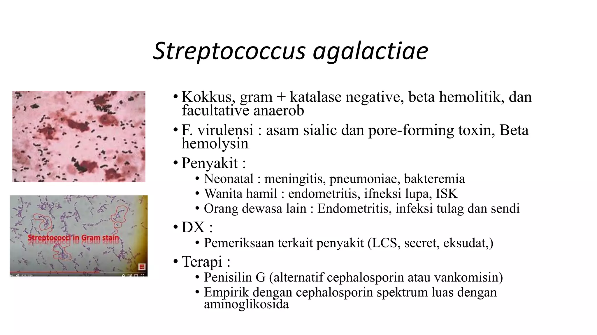 Praktikum respirasi.pptx.pdf