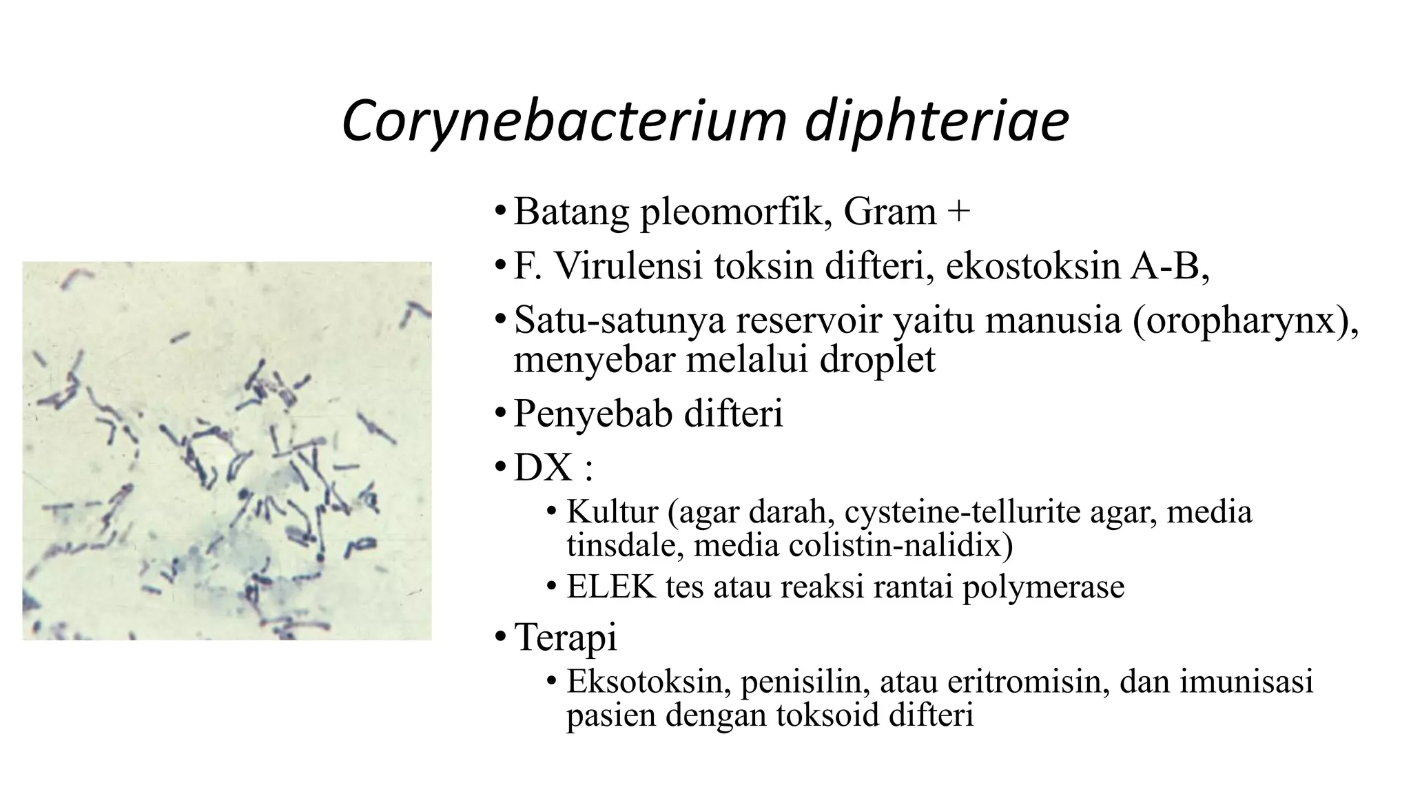 Praktikum respirasi.pptx.pdf