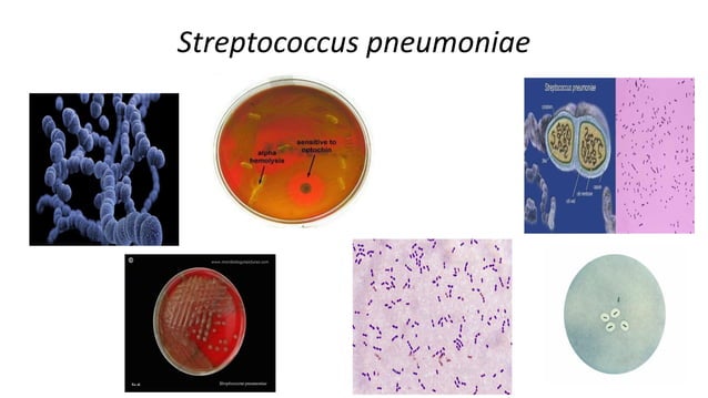 Praktikum respirasi.pptx.pdf
