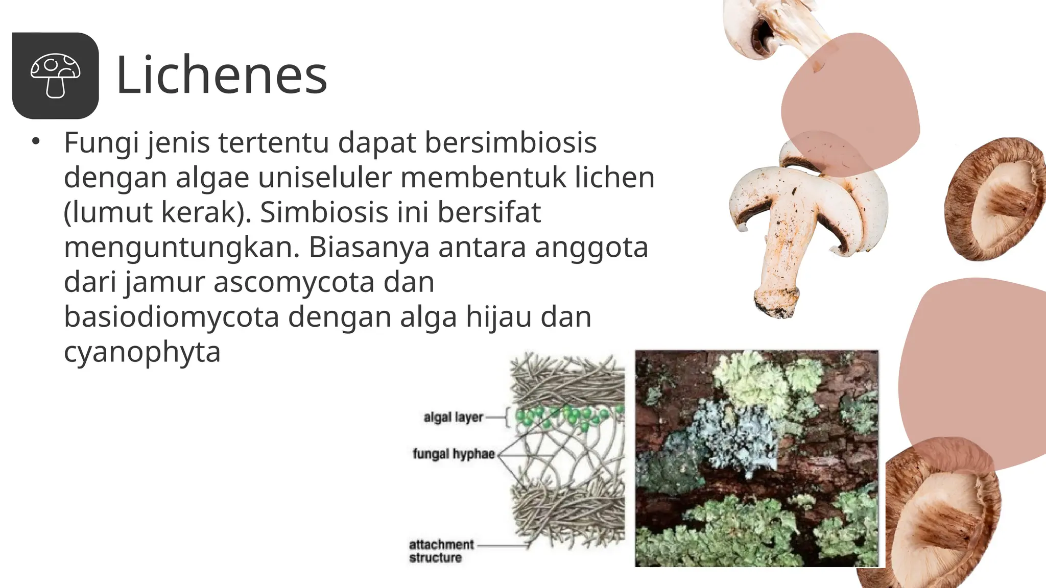 Praktikum Struktur Tubuh Jamur Mikroskopis (selesai).pptx