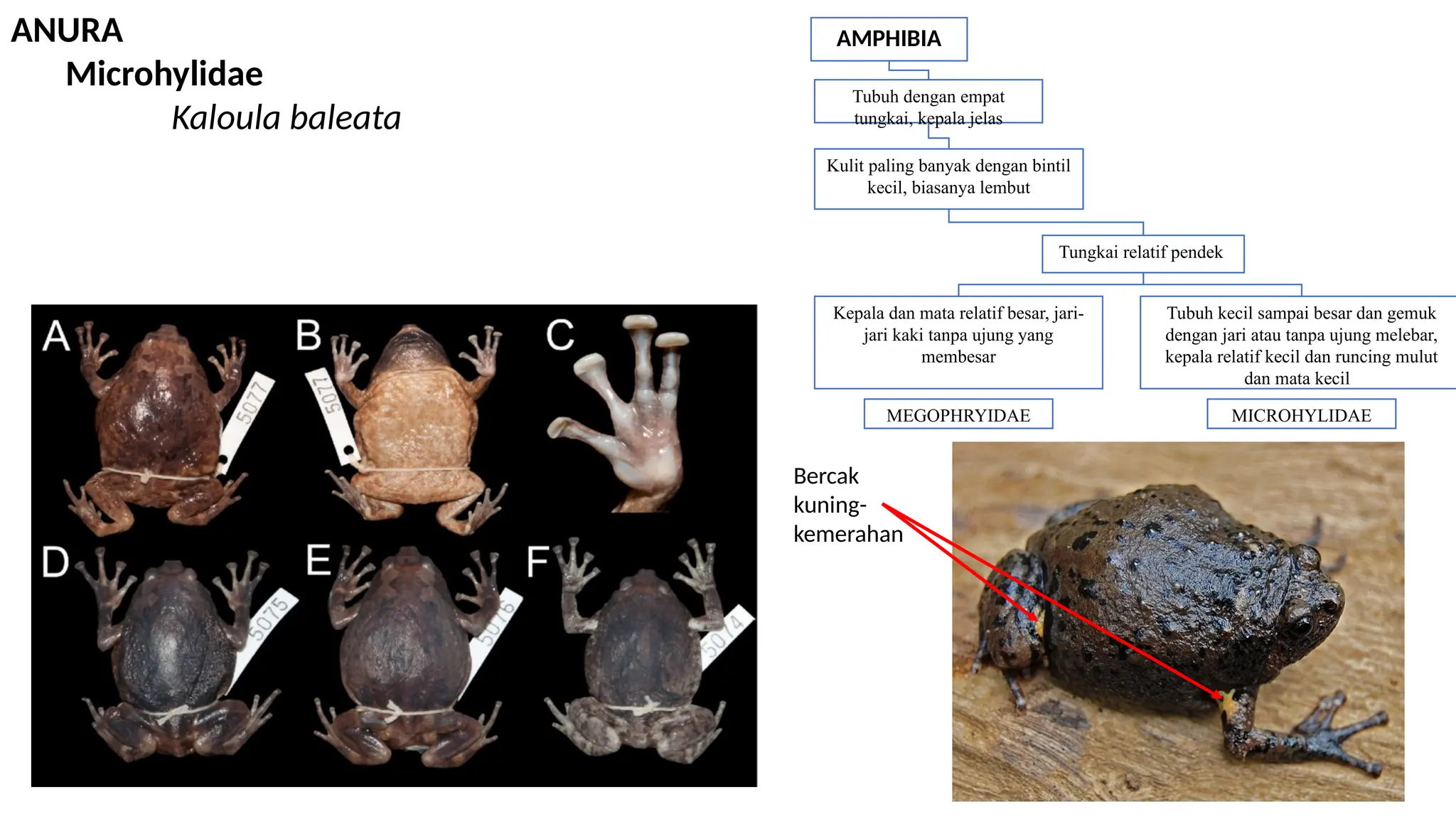PRAKTIKUM TAKSONOMI HEWAN_PHYLUM CHORDATA_AMPHIBIA-REPTILE.pptx
