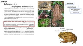 PRAKTIKUM TAKSONOMI HEWAN_PHYLUM CHORDATA_AMPHIBIA-REPTILE.pptx