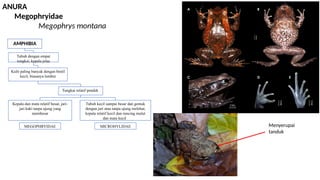 PRAKTIKUM TAKSONOMI HEWAN_PHYLUM CHORDATA_AMPHIBIA-REPTILE.pptx