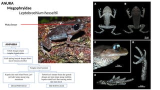PRAKTIKUM TAKSONOMI HEWAN_PHYLUM CHORDATA_AMPHIBIA-REPTILE.pptx