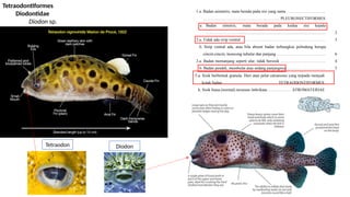 PRAKTIKUMTAKSONOMI HEWAN_PHYLUM CHORDATA_CHONDRICHTYES-OSTEICHTYES.pptx