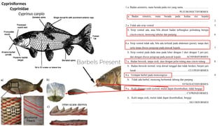 PRAKTIKUMTAKSONOMI HEWAN_PHYLUM CHORDATA_CHONDRICHTYES-OSTEICHTYES.pptx