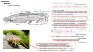 PRAKTIKUMTAKSONOMI HEWAN_PHYLUM CHORDATA_CHONDRICHTYES-OSTEICHTYES.pptx