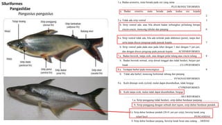 PRAKTIKUMTAKSONOMI HEWAN_PHYLUM CHORDATA_CHONDRICHTYES-OSTEICHTYES.pptx