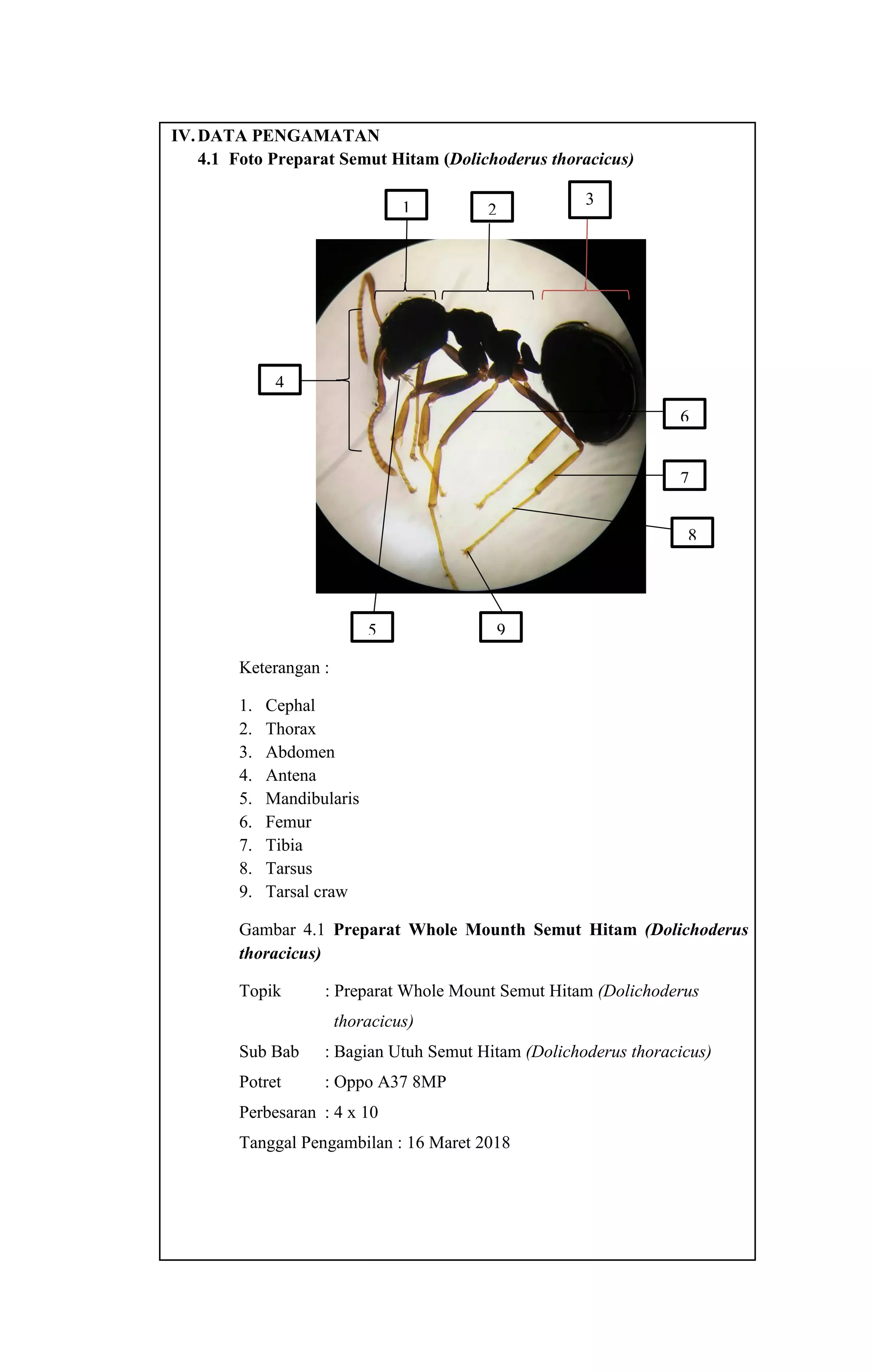 Praktikum whole mount hewan | PDF