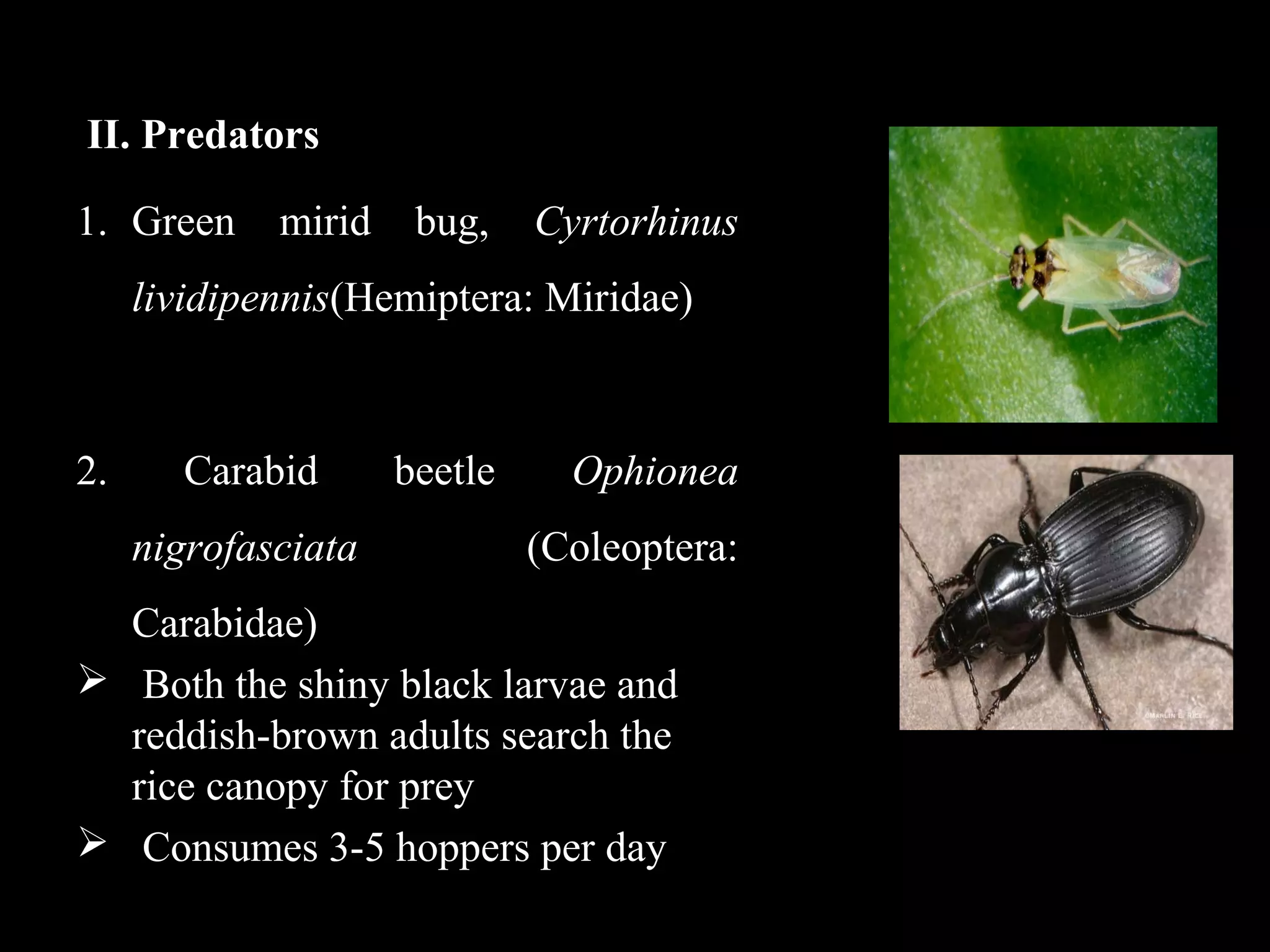 RICE BROWN PLANT HOPPER | PPT