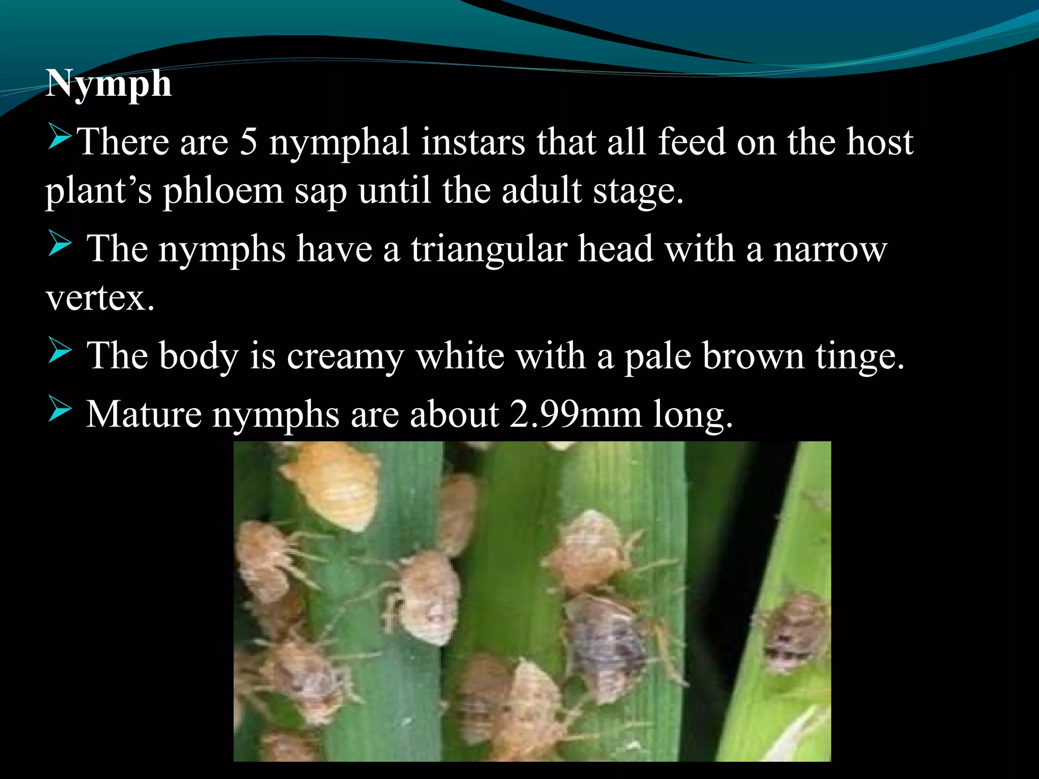 RICE BROWN PLANT HOPPER | PPT