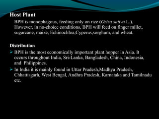 RICE BROWN PLANT HOPPER | PPT