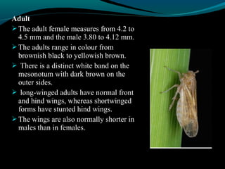 RICE BROWN PLANT HOPPER | PPT