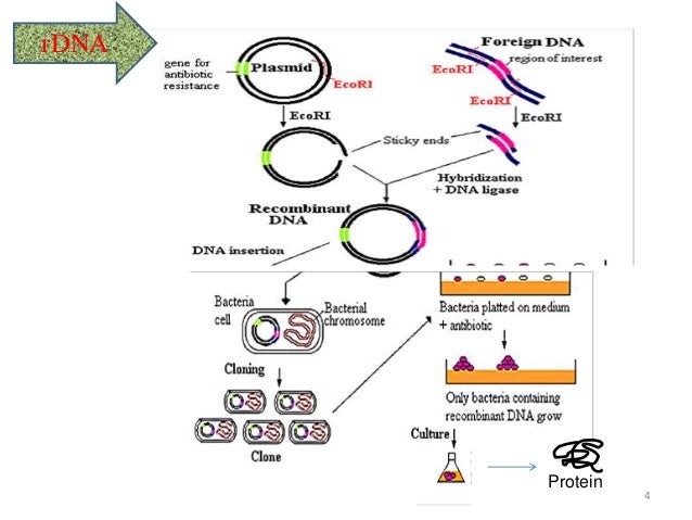 Recombinant protein