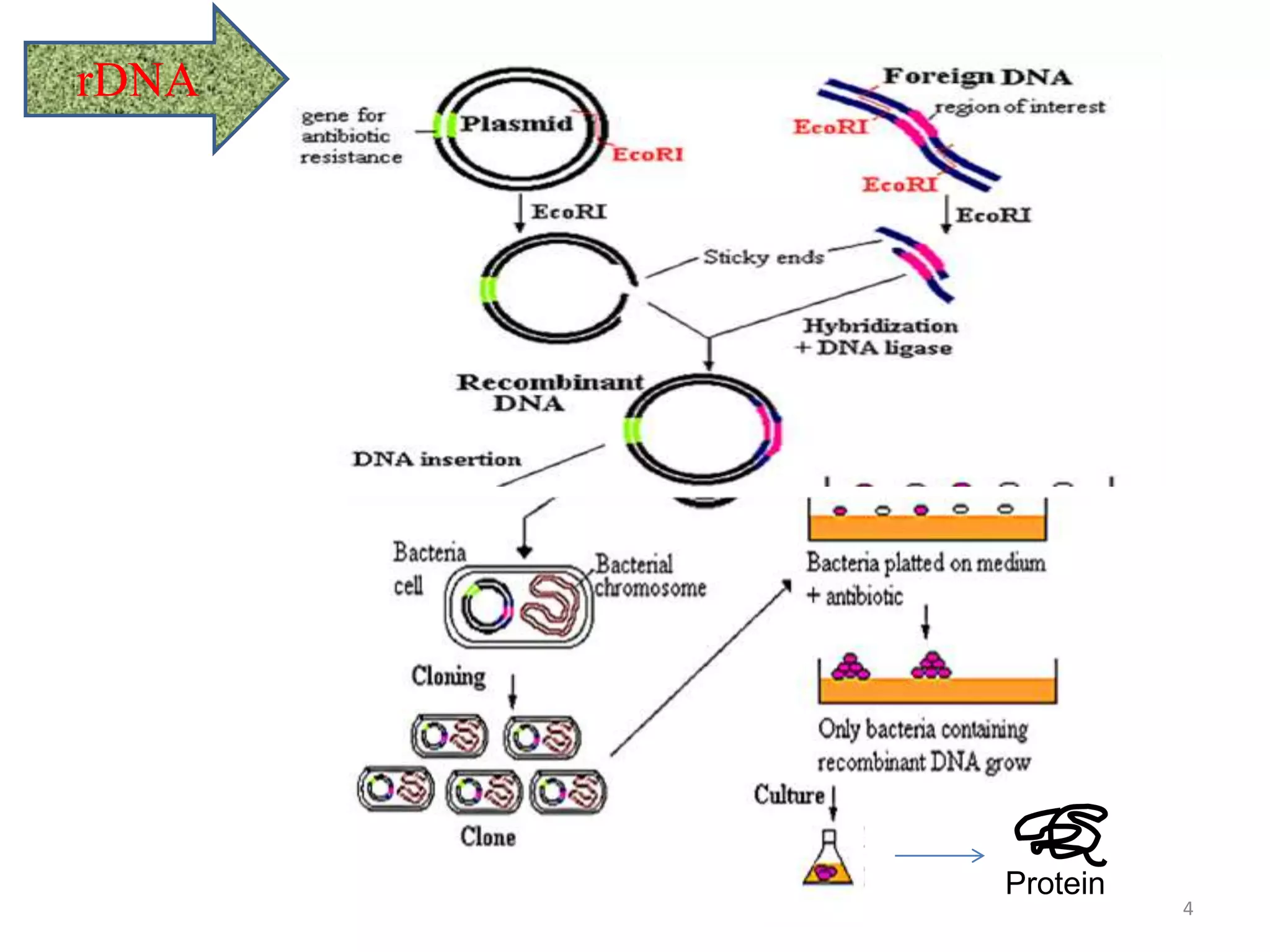 Recombinant protein | PPT
