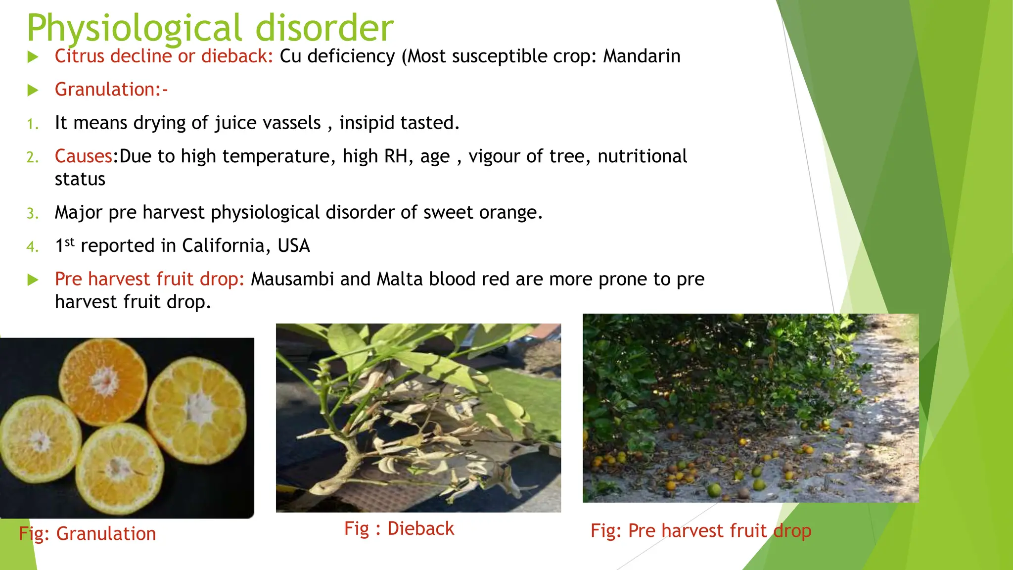 Citrus Crops and hazelnut Production technology | PPTX