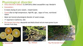 Citrus Crops and hazelnut Production technology | PPTX