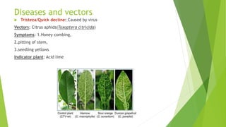 Citrus Crops and hazelnut Production technology | PPTX