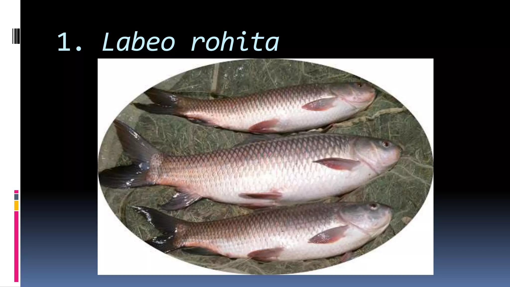 Labeo Rohita & Buffo | PPTX