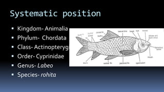 Labeo Rohita & Buffo | PPTX