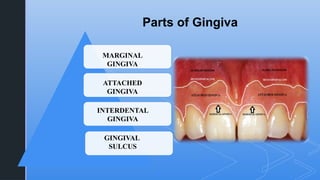 Maroscopic features of gingiva in depth.pptx