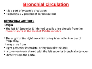 Bronchial Circulation Anatomy