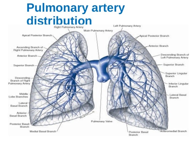 blood supply of lungs
