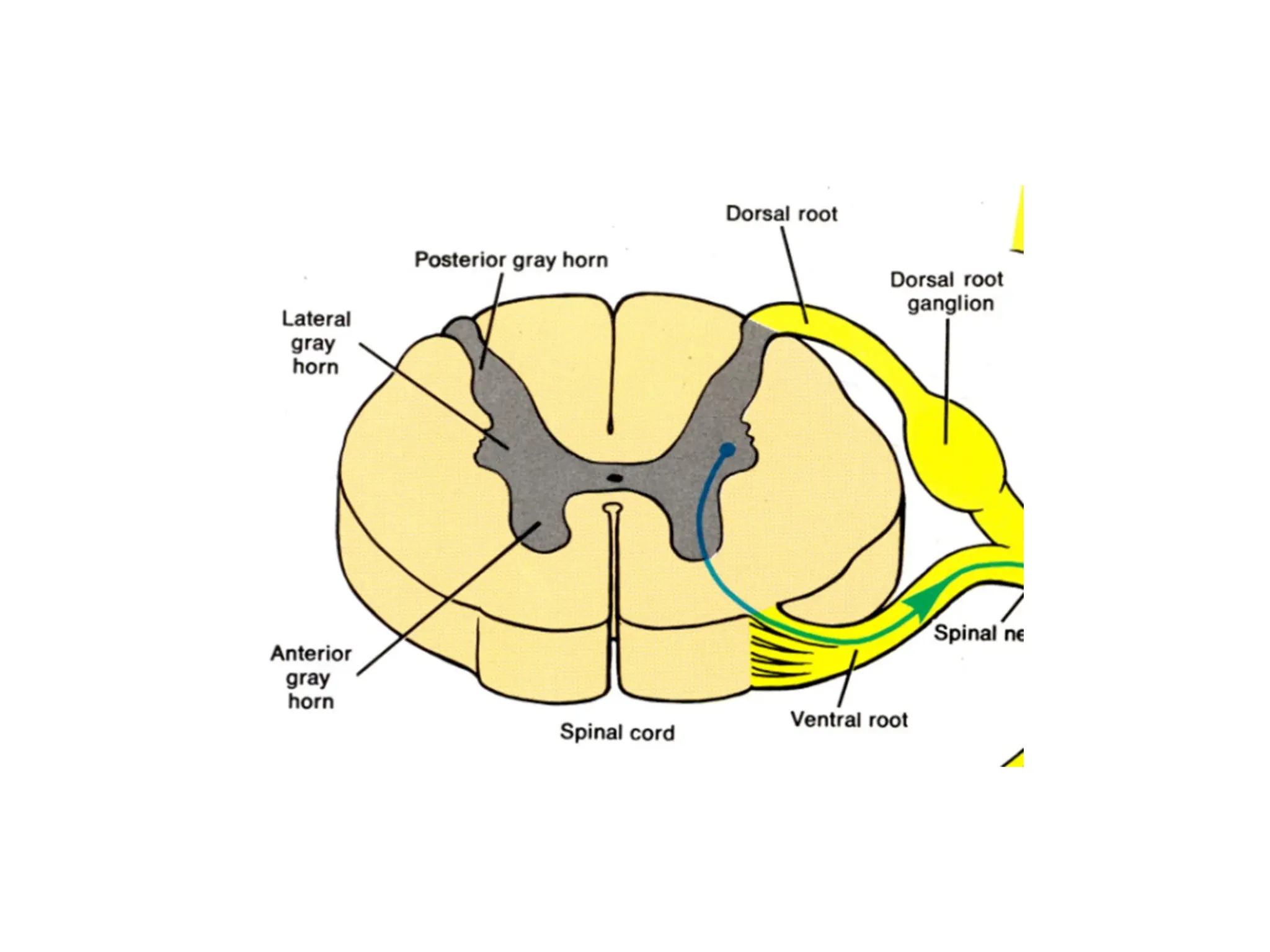 Prarthana Chatterjee Gray Matter-ppt-2.pptx.ppt