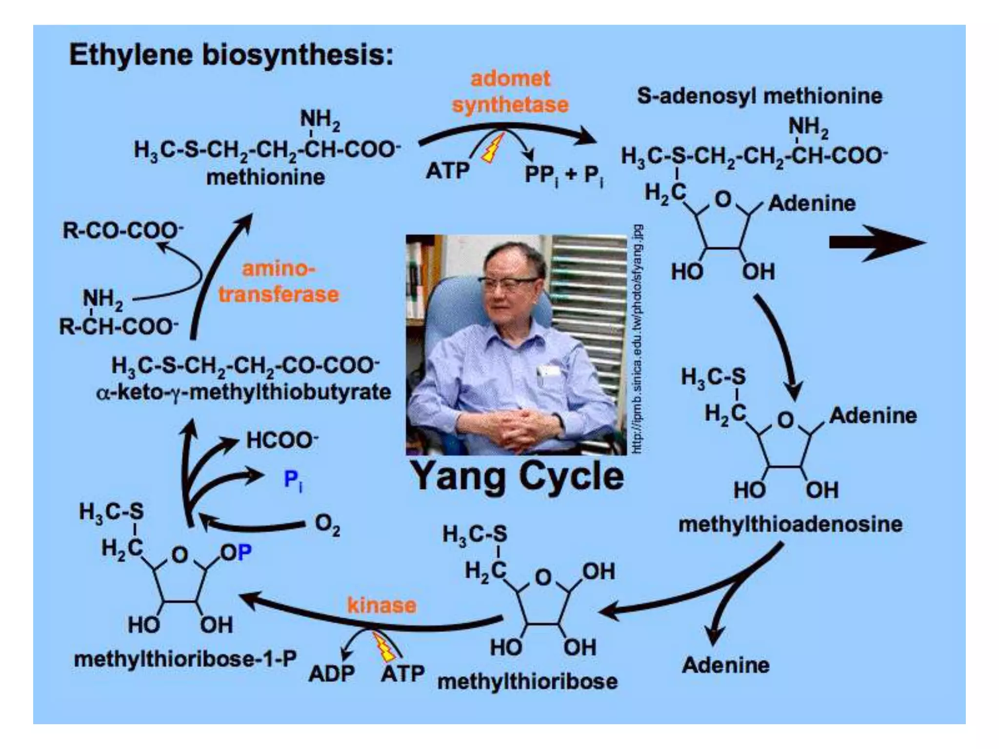 Molecular And Biochemical Steps In Biosynthesis Of Ethylene In Plant | PPTX