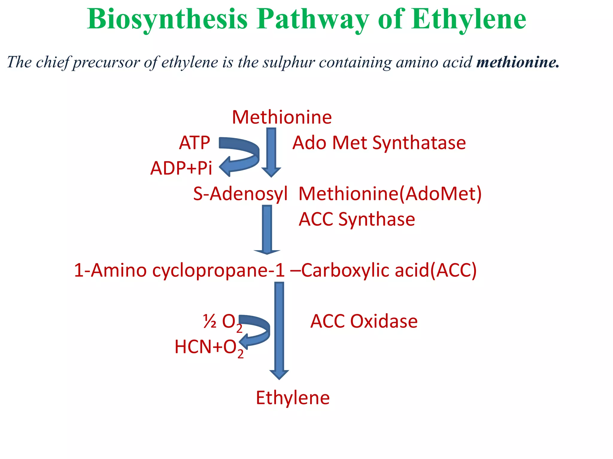 Molecular And Biochemical Steps In Biosynthesis Of Ethylene In Plant | PPTX
