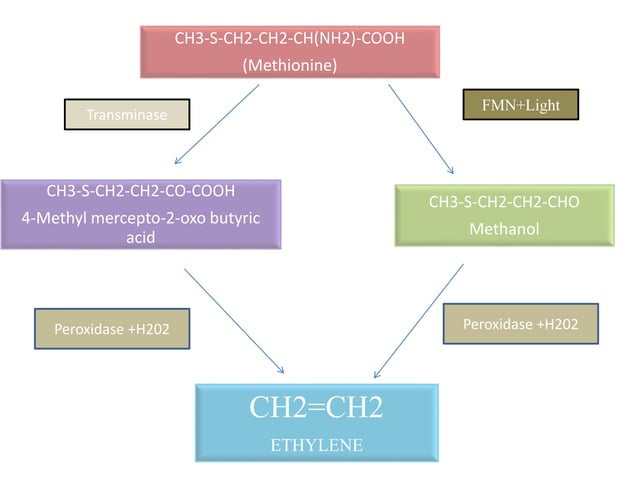 Molecular And Biochemical Steps In Biosynthesis Of Ethylene In Plant | PPT