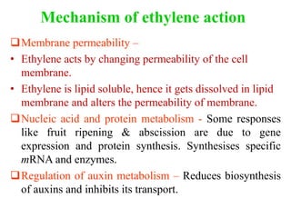 Molecular And Biochemical Steps In Biosynthesis Of Ethylene In Plant | PPTX