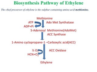 Molecular And Biochemical Steps In Biosynthesis Of Ethylene In Plant | PPTX