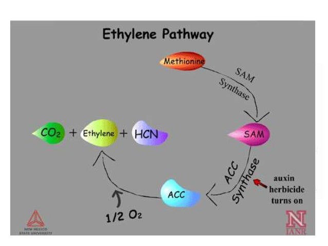 Molecular And Biochemical Steps In Biosynthesis Of Ethylene In Plant