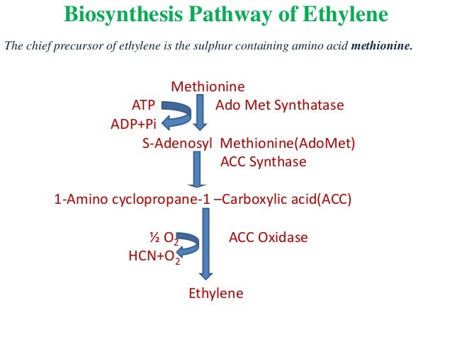 Molecular And Biochemical Steps In Biosynthesis Of Ethylene In Plant