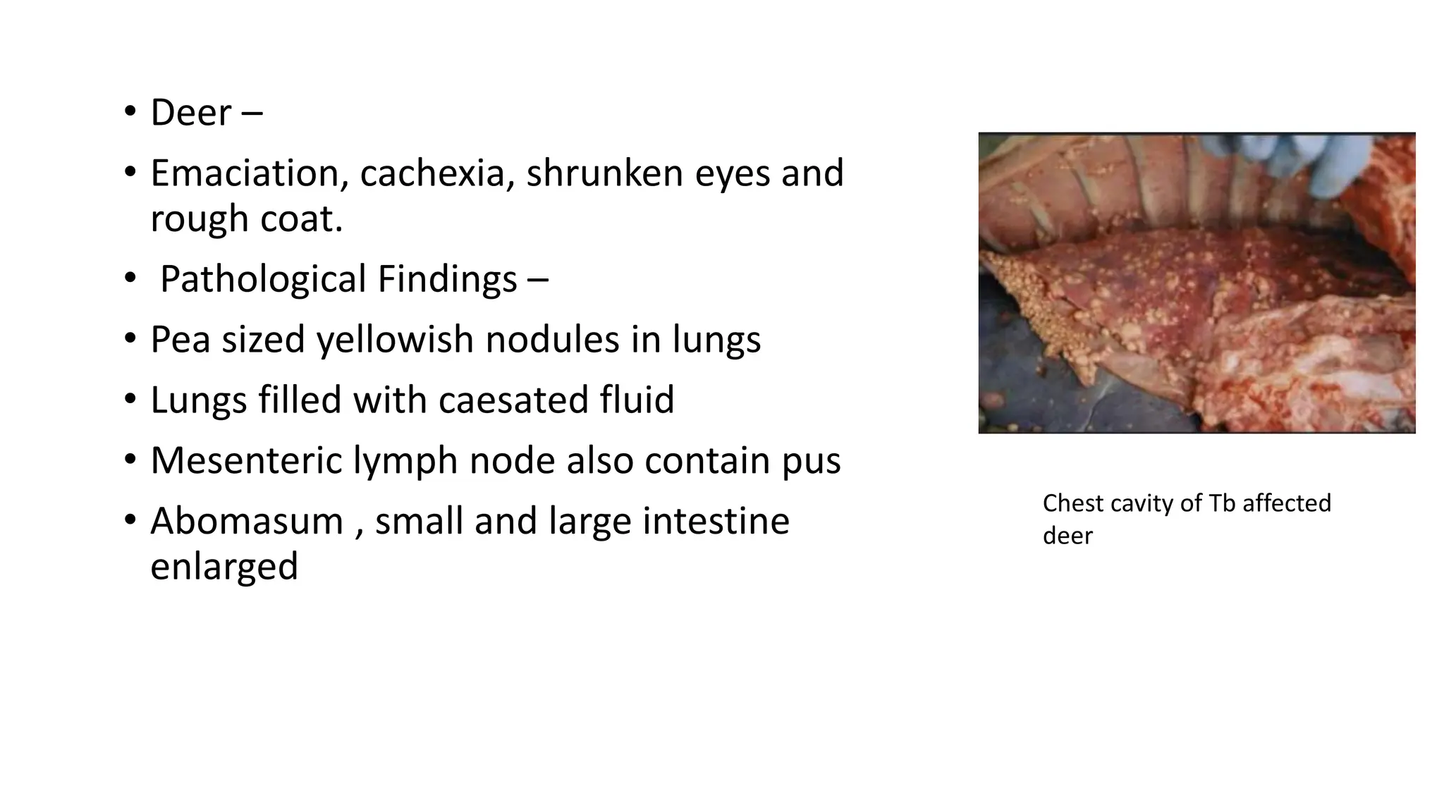 Zoonoses in wild animals presentation.pptx