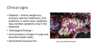 Zoonoses in wild animals presentation.pptx