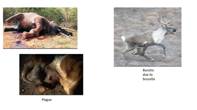 Zoonoses in wild animals presentation.pptx