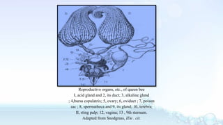 Insect Genitalia: It’s Structure, functions and modification in ...