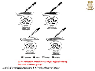 Biotechnology:Staining Techniques | PPT