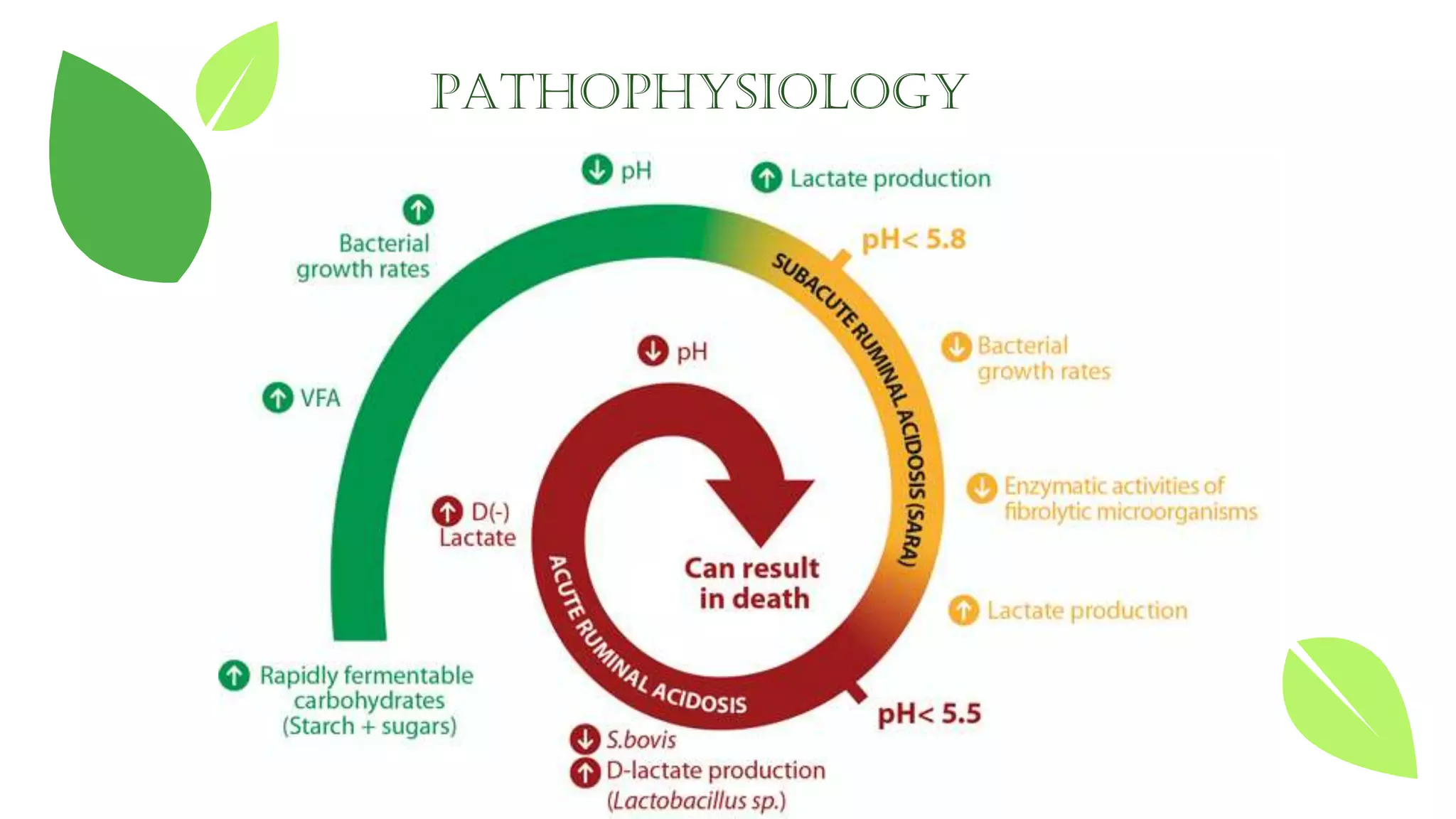 RUMEN DYSFUNCTIONS.pptx