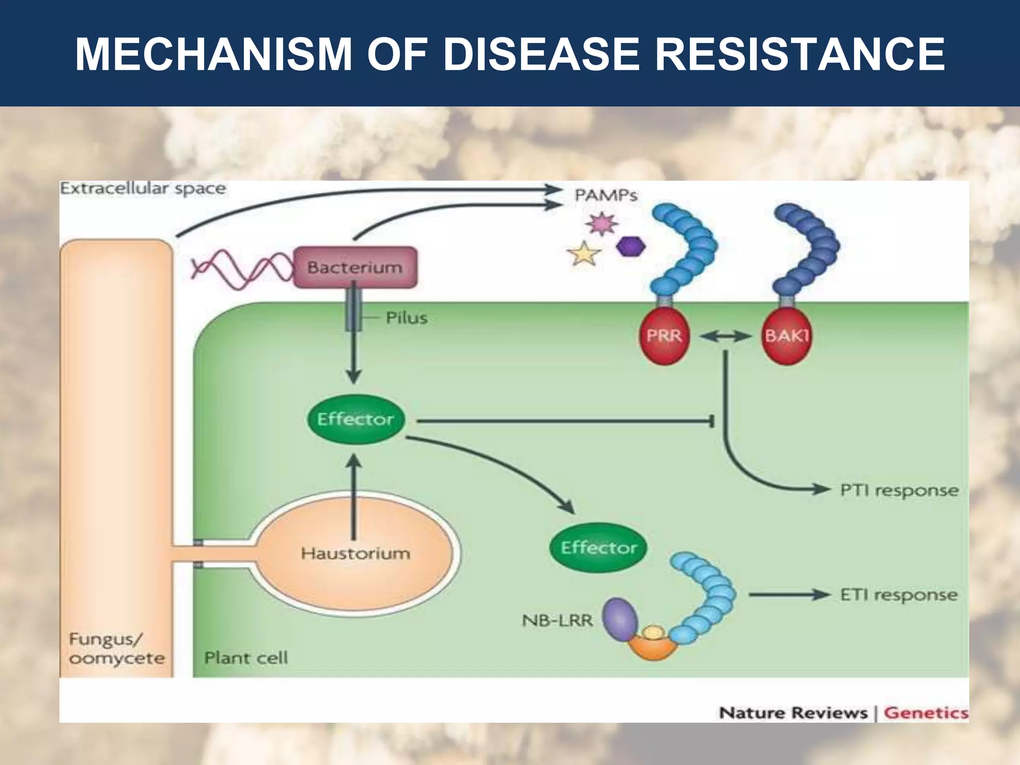 Defence Mechanism In Plants Against Fungal Pathogen | PPTX