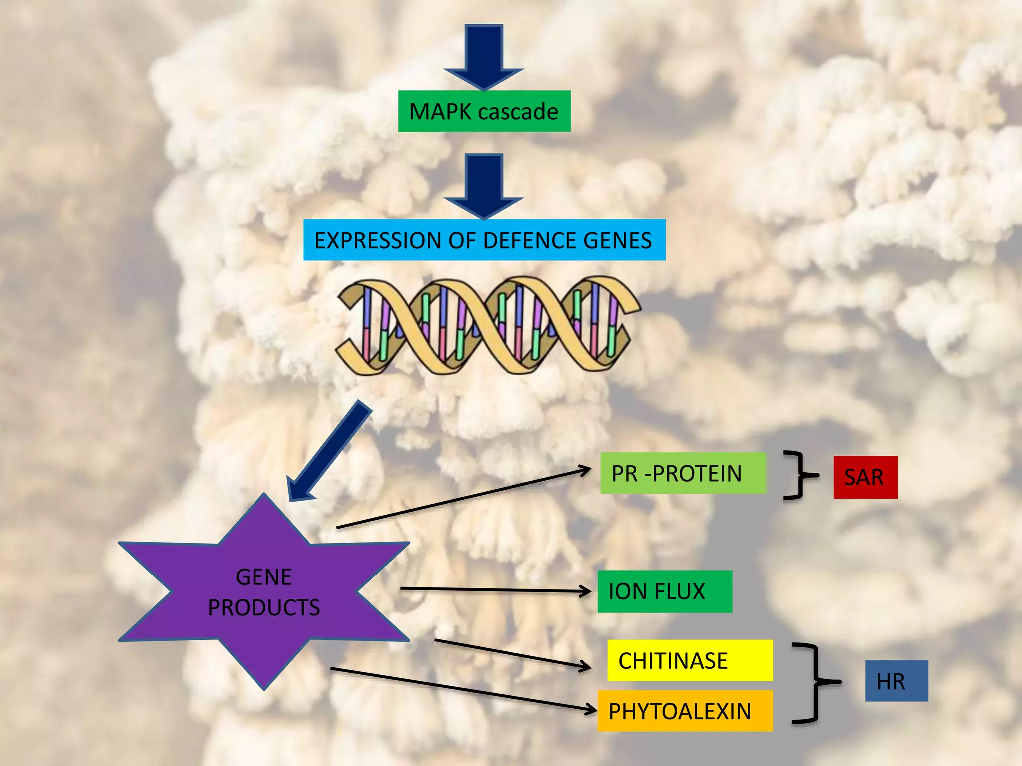 Defence Mechanism In Plants Against Fungal Pathogen | PPTX