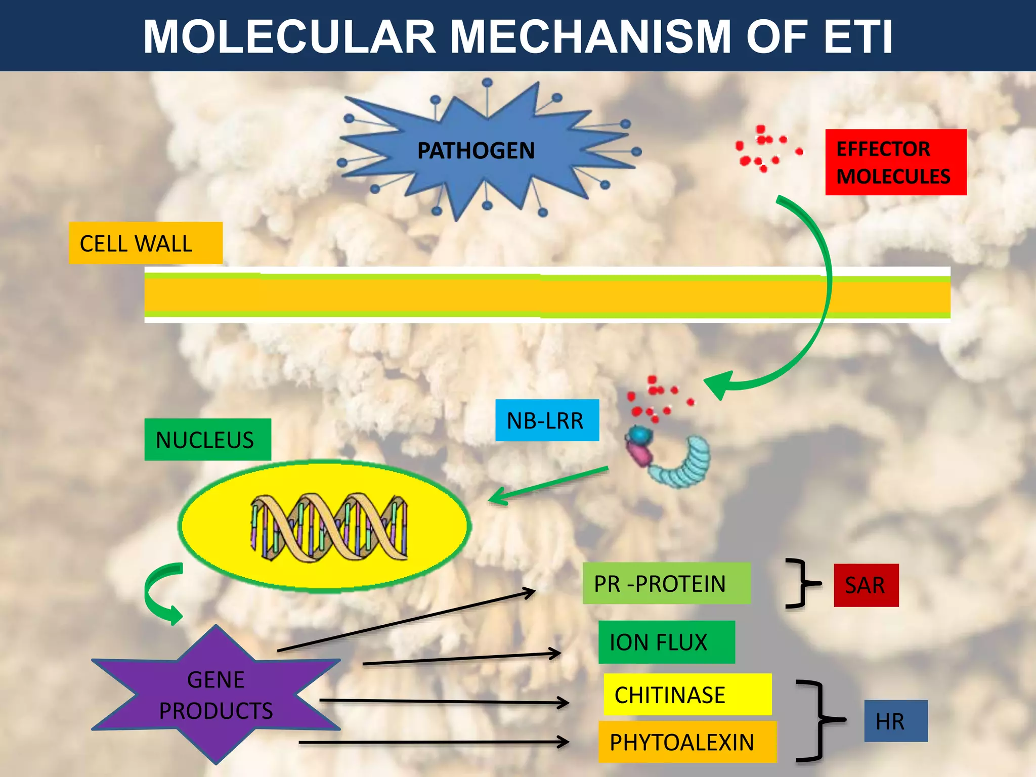 Defence Mechanism In Plants Against Fungal Pathogen | PPTX