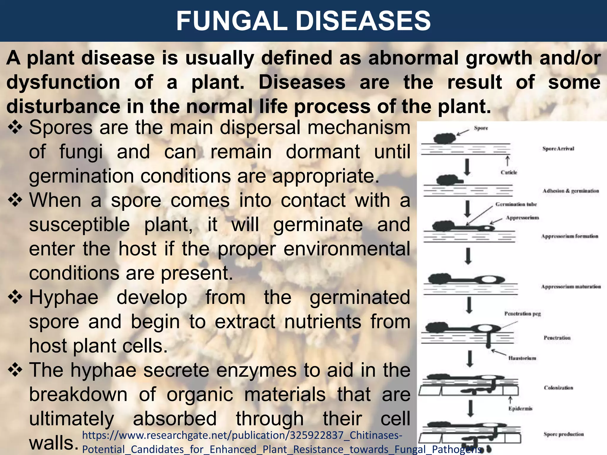 Defence Mechanism In Plants Against Fungal Pathogen | PPTX
