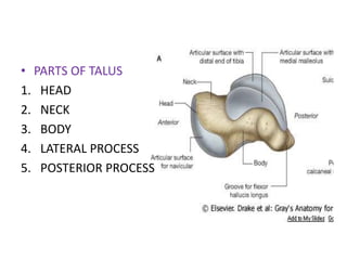Talus Anatomy